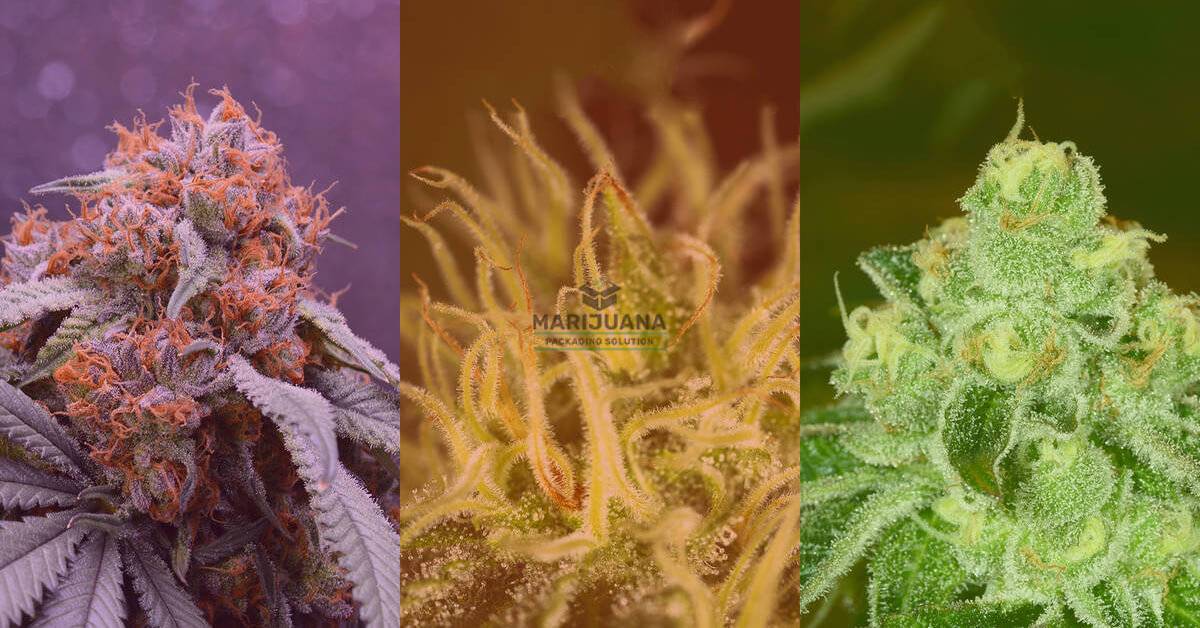 The Beginner Guide And Packaging Advice to Weed Strains